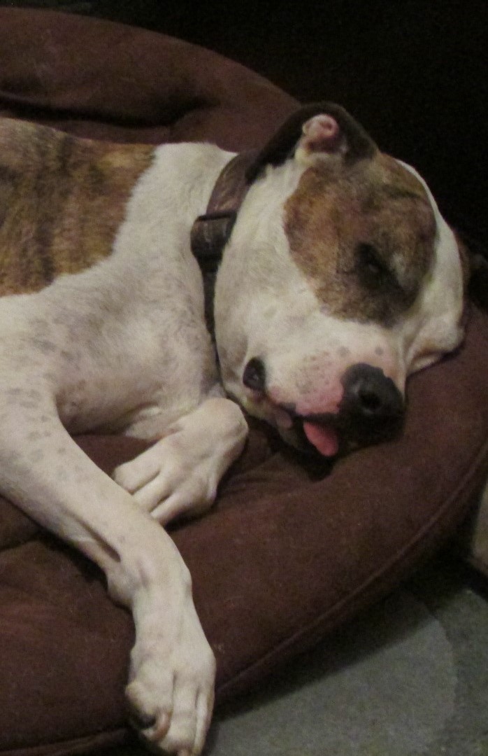 Our Team | Dr. Brandy, Barkin' Wellness Waggin'